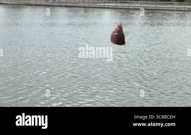 A small carp caught on a fishing rod in a lake. High quality FullHD ...