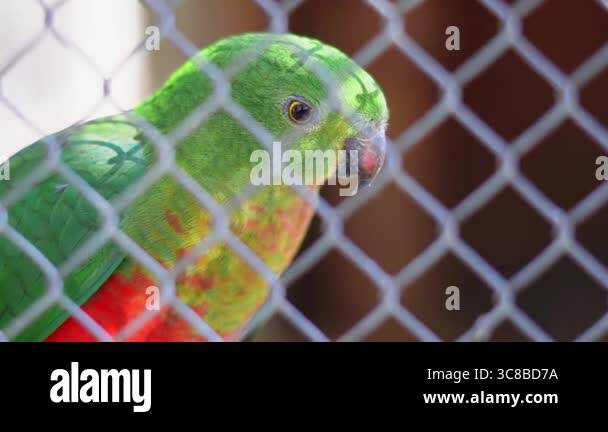 Colorful exotic parrot resting on a perch inside a metal cage at public ...
