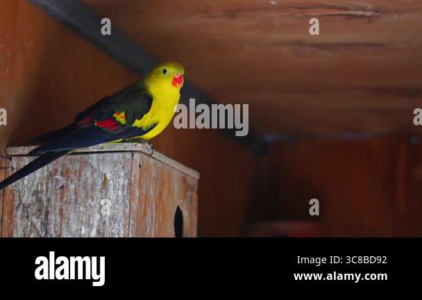 Stunning royal parrot sits alone on perch inside the eco zoo bird ...