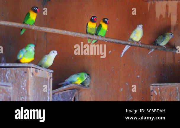 Stunning royal parrot sits alone on perch inside the eco zoo bird ...