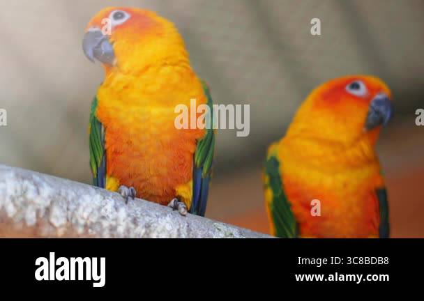 Parrot enjoying enrichment toy inside cage in zoo while pecking and ...