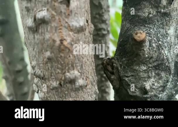 the trunk of this tree has a many bumps that makes it aesthetically ...
