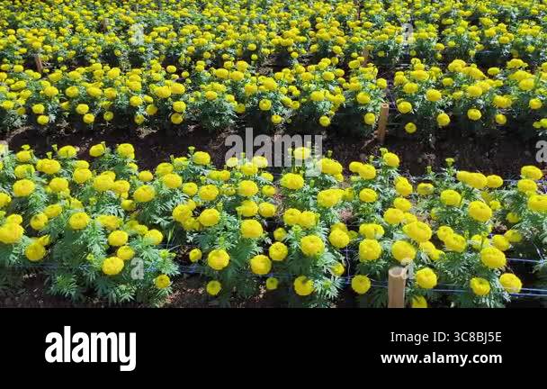 African marigold Flowers growing and blooming in a garden Stock Video ...