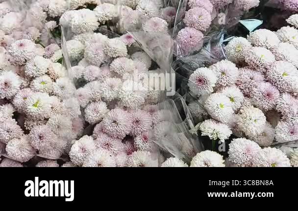 Blush Pink Chrysanthemum morifolium flower also known as button ...