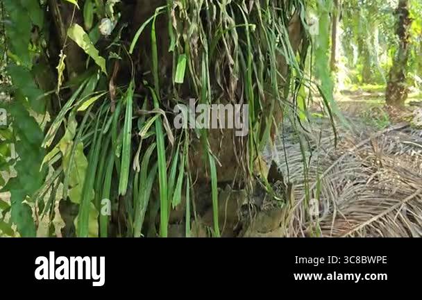 long greenery shoestring fern sprouting from the palm oil tree trunk ...