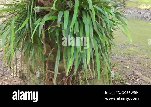 long greenery shoestring fern sprouting from the palm oil tree trunk ...