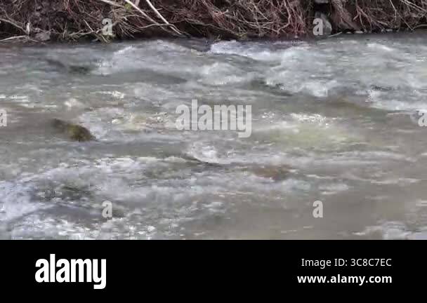 The bubbling stream of the mountain river of East Kazakhstan in spring ...