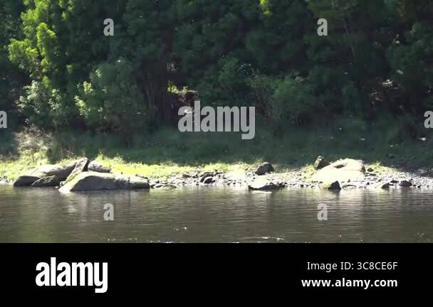Hatching insects Stock Videos & Footage - HD and 4K Video Clips - Alamy