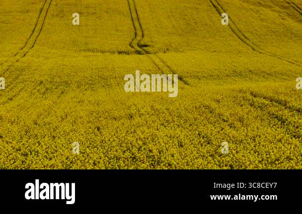 Rapeseed flowering in straight lines across farming field. Yellow ...