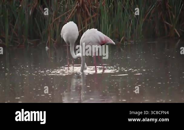 Two flamingos are feeding in shallow water near reeds Stock Video ...