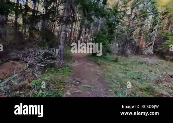 Stroll a peaceful forest path surrounded by lush foliage, vibrant ...