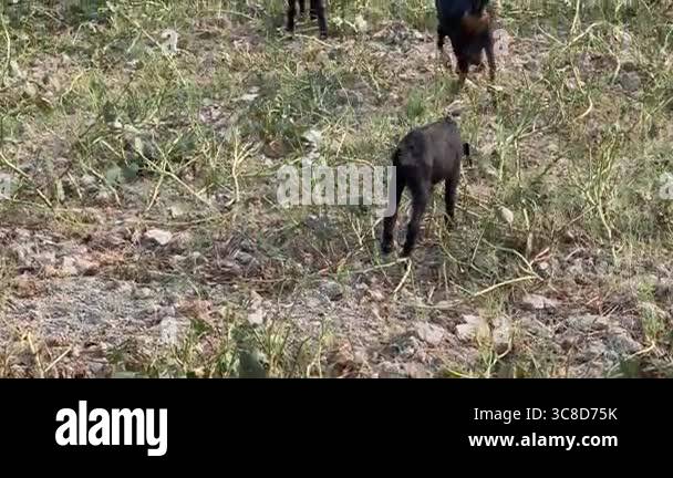 Goats graze in a weedy field, Young black goats foraging in a grassy ...