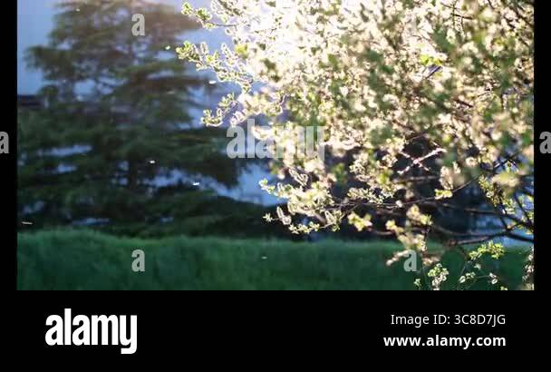 Willow tree fluff flying in the wind during a spring sunset. High ...