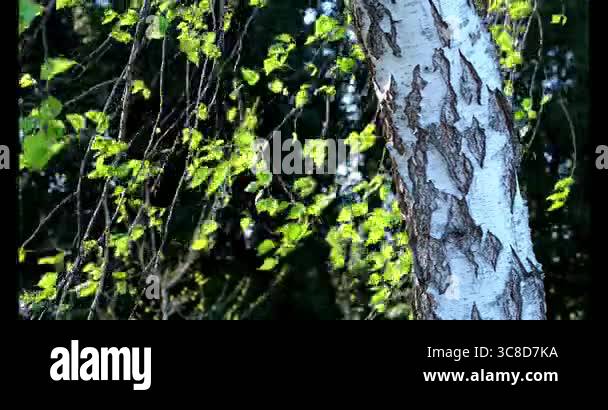 Fresh green leaves of a silver birch tree sway gently in the breeze ...