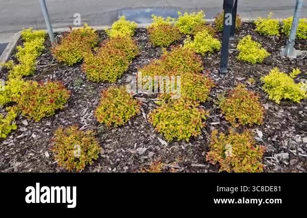 yellow-leafed low bushes in a flowerbed on the street, shaped into a ...