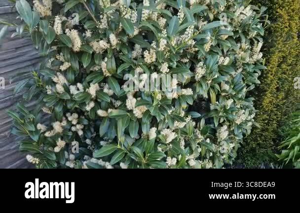 An evergreen shrub in front of a fence made of light wooden planks will ...