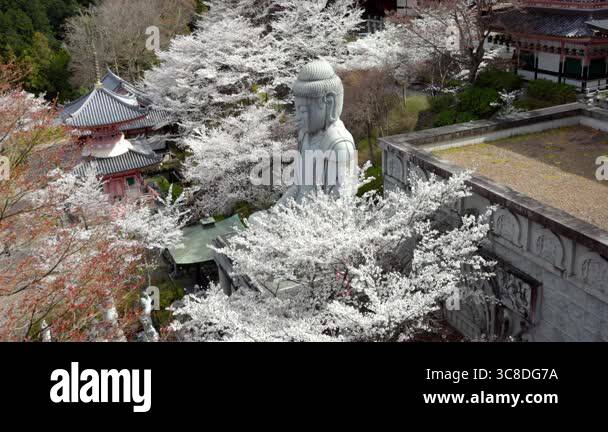 Tsubosaka-dera with cherry blossoms, with a large Buddha statue amidst ...