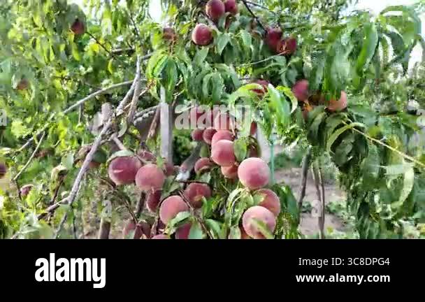 Peach hanging on a branch in orchard. Fruit picking season. Fruit on ...