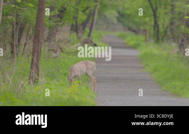 A deer is walking down a path in a forest. The path is lined with trees ...