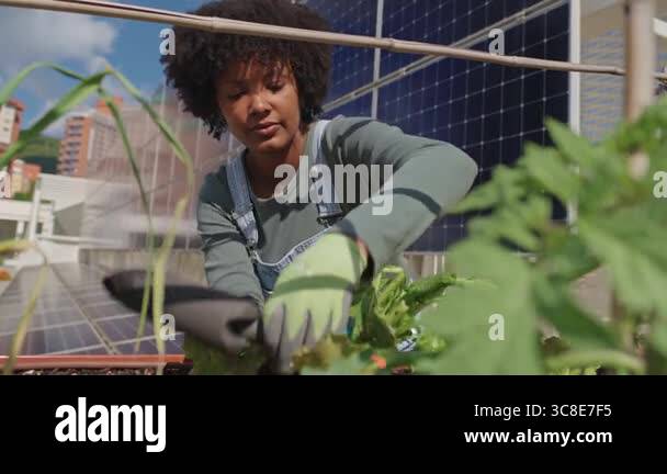 Urban farmer nurturing vegetable plants on rooftop garden, solar panels ...