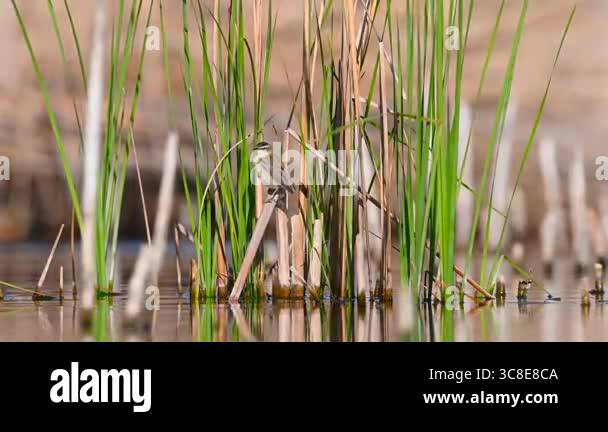A pretty little bird that roosts and flies in the spring on reed ...