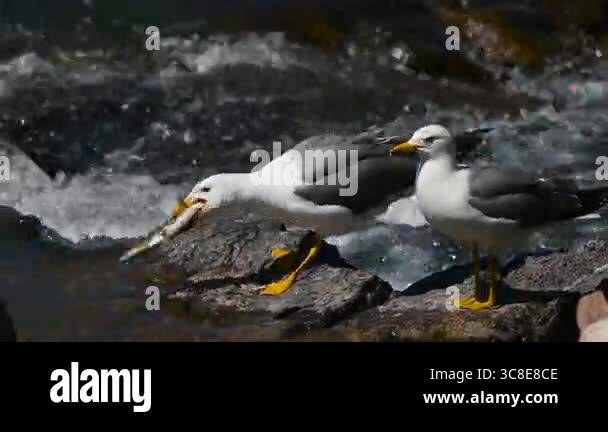 A seagull swallowing a big fish caught in a stream. Armenian Gull ...