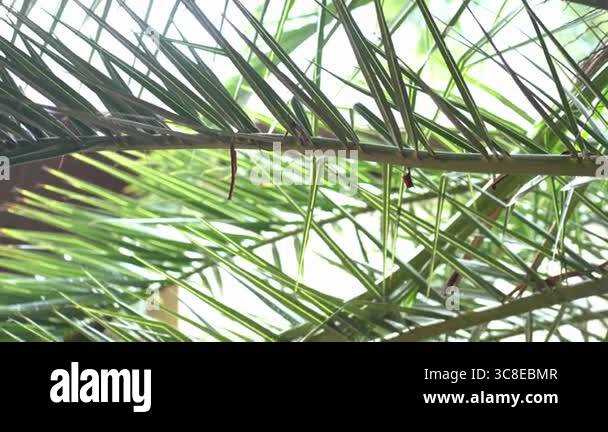 Close-up of date palm leaves on a background of sunlight in motion ...