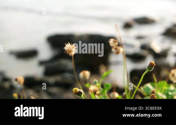 Beautiful dry flowers grass field on cliffside coastal cliff and ...