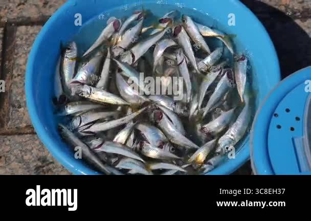 Fishermen display their recent catch in a blue basket filled with fish ...
