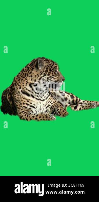 Amur Leopard Staring Fiercely on Green Screen Footage Stock Video ...