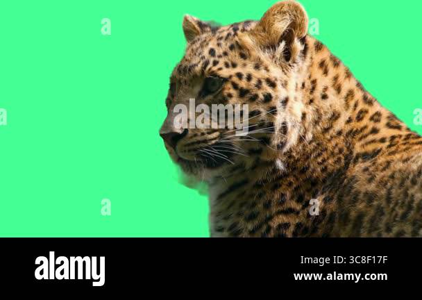 Amur Leopard Staring Fiercely on Green Screen Footage Stock Video ...
