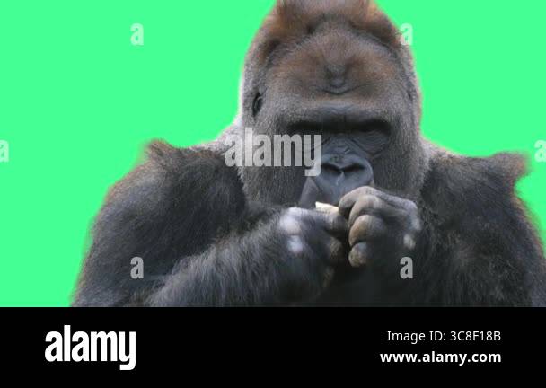 Silverback Gorilla Moving Slowly on Green Screen Background Stock Video ...