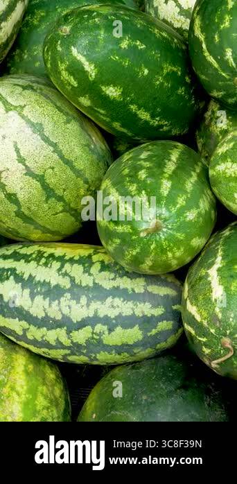 Lots of ripe bright striped watermelons on one pile. Harvesting ...