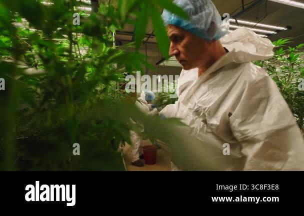 Professional Worker in Protective Suit Caring for Medical Cannabis ...