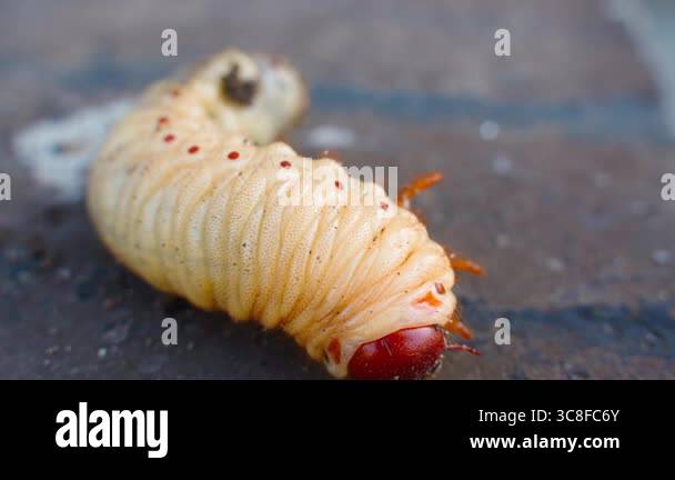 Close-up of a rhinoceros beetle larva. A big ugly larva. High quality ...