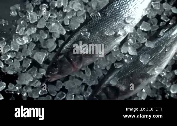 Sea bass fish fly up and fall down. Filmed on a high-speed camera at ...