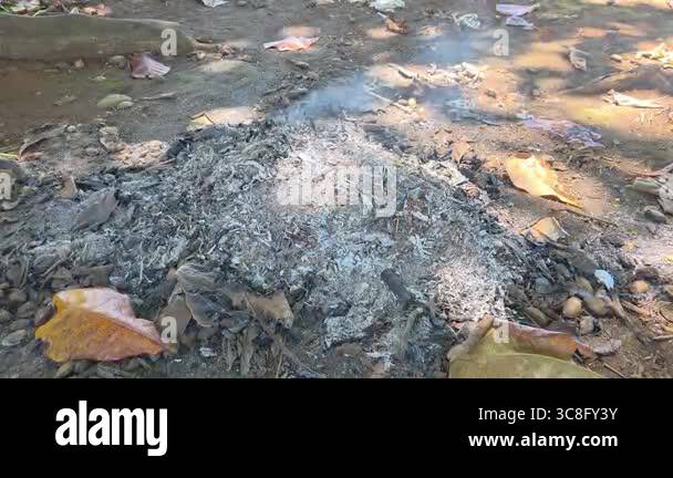Close-up view of fresh ashes and charred remnants of leaves and twigs ...