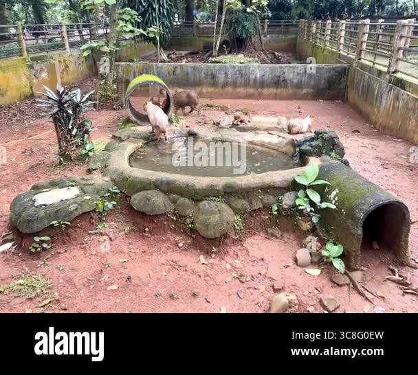 Real life of capybara with cute face, brown fur who loves to play and ...
