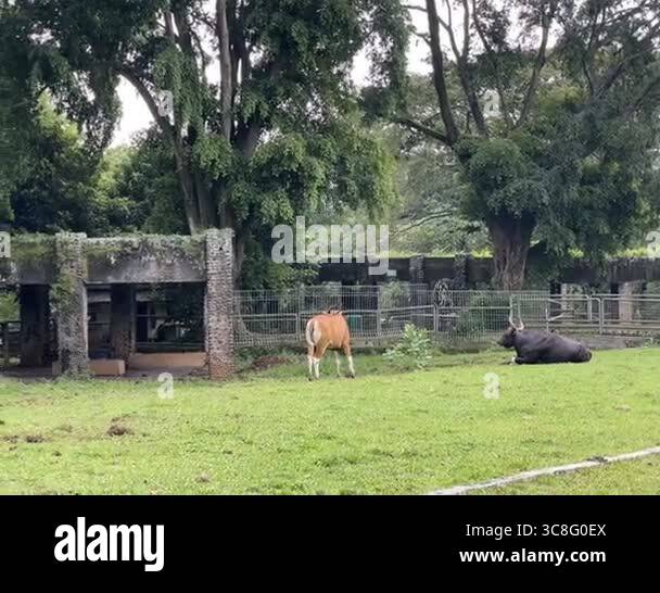 An African buffalo (Syncerus caffer) in its natural habitat, with green ...