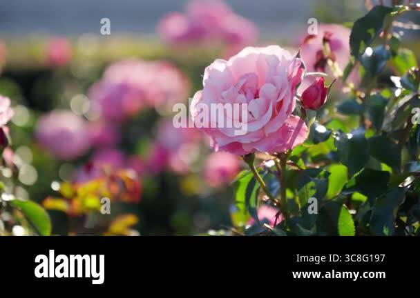 Delicate pink roses burst into bloom, filling the garden with vibrant ...