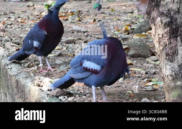 Pair of Gorgeous Victoria Crowned Pigeons with a Pair of Common Emerald ...