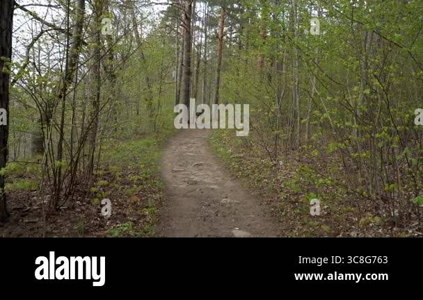 A lone traveler strolls along a wooded path, gently touching tree ...