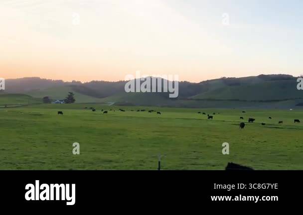 Cattle graze peacefully on a wide green field at dusk, with rolling ...