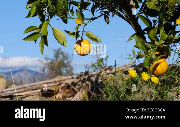 Orange tree with ripe fresh oranges, citrus fruits hanging on branches ...