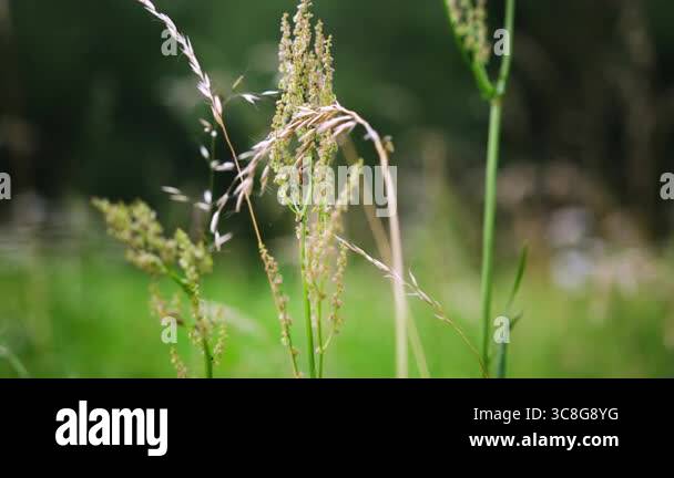 Thriving meadow flora Stock Videos & Footage - HD and 4K Video Clips ...
