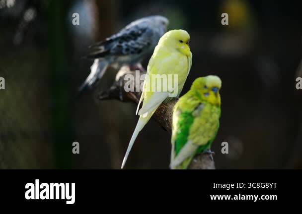 Yellow And Blue Small Colorful Parrots On A Tree Branch Stock Video ...