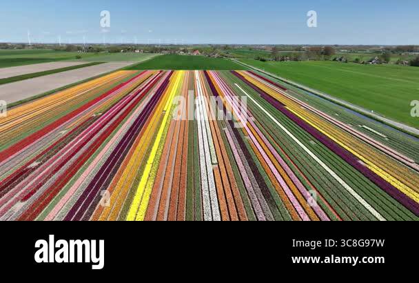 tulips fields, bulb, flowers, new grown, agricultural tulips fields of ...