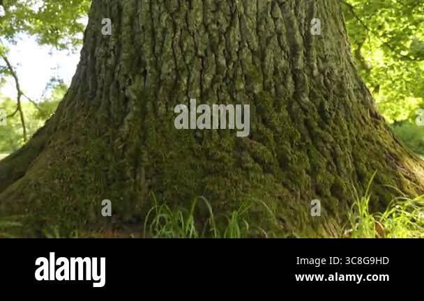 Wide-angle footage of an old tree trunk shot from the base looking ...
