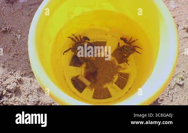 Top view small alive moving crabs and fish caught by a child in a ...
