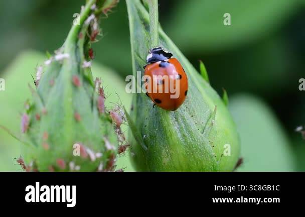 Ladybug climbs a rosebud to eat aphids Stock Video Footage - Alamy